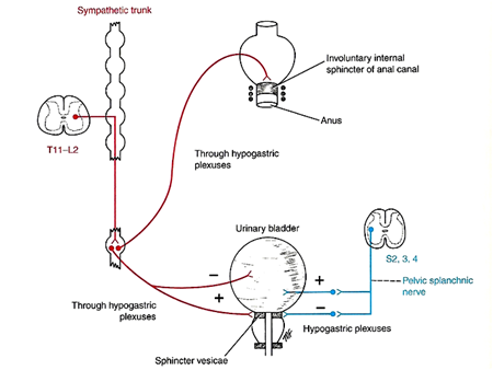 The autonomic nervous system II - RME